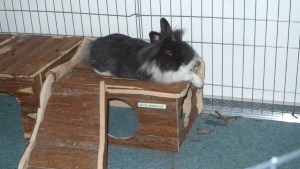 Maxi & Leeloo - BMT Reichelsheim