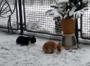 Maxi & Leeloo - BMT Reichelsheim