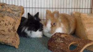 Maxi & Leeloo - BMT Reichelsheim